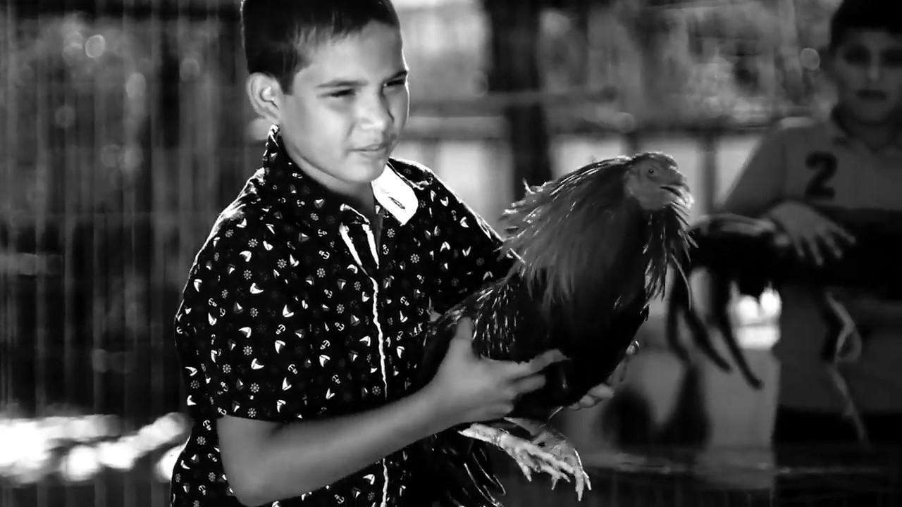 El Gallero (Vídeo Oficial) - Alfredo Ríos El Komander - YouTube