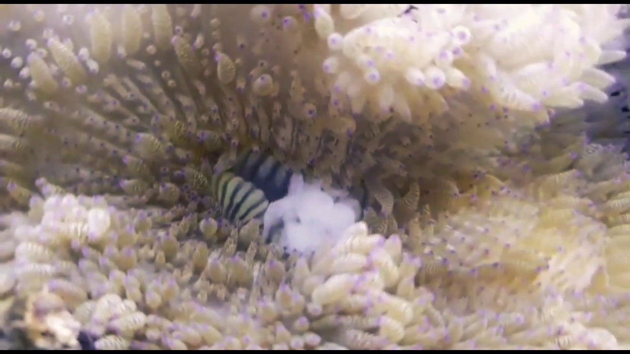 terlihat mulut anemon laut makan daging udang di aquarium sangat lahap ...