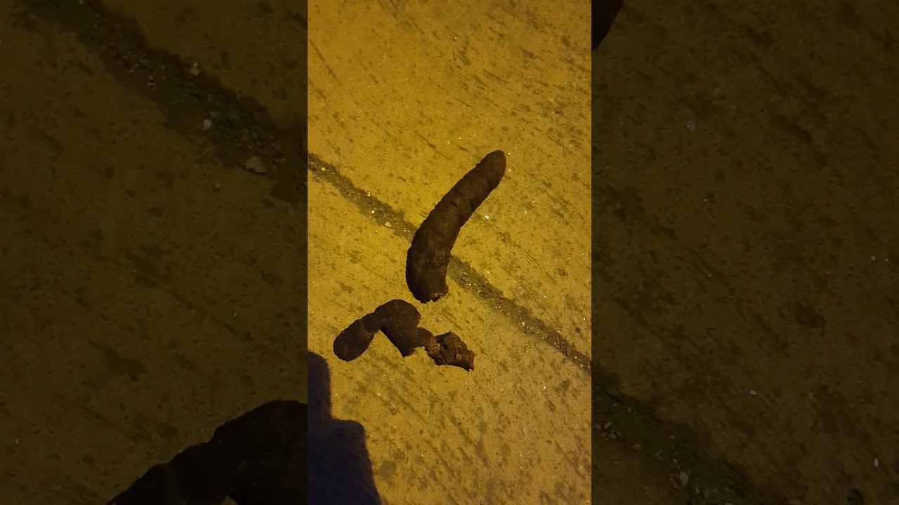 Top 1 des meilleurs caca en forme de bite - YouTube