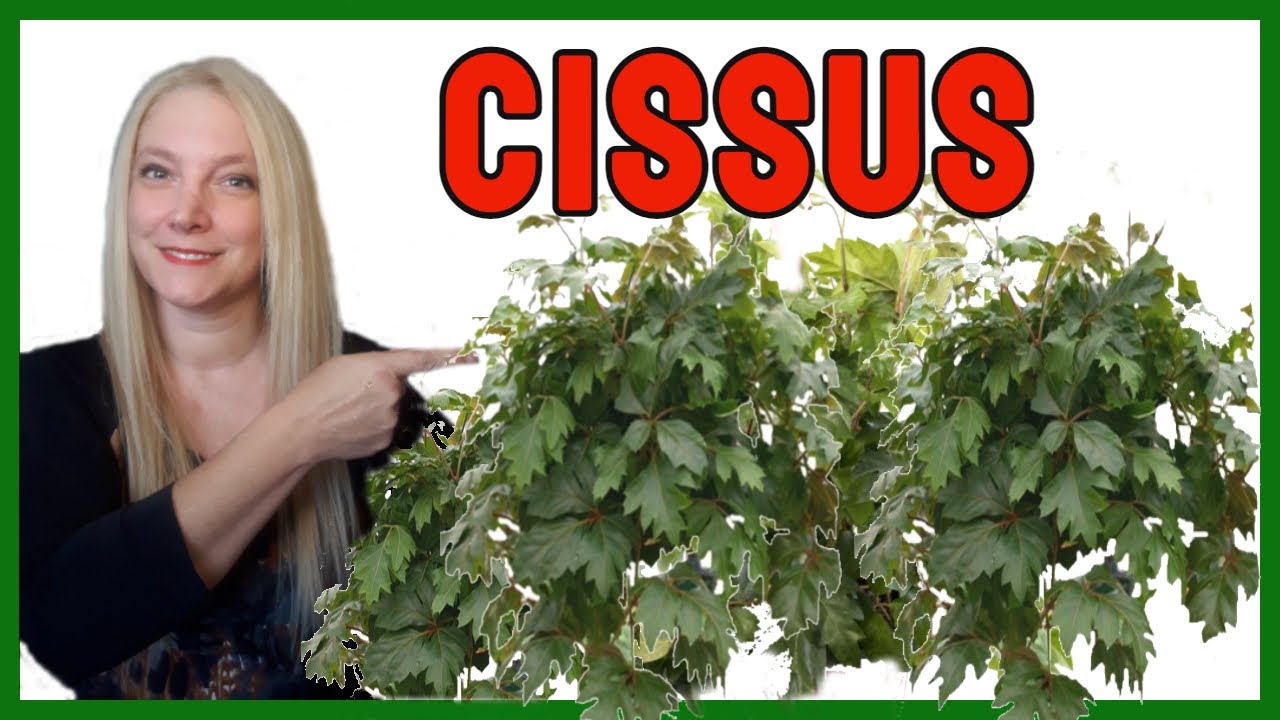 Planta CISSUS cuidados │Cómo cuidar la planta SISSUS ...