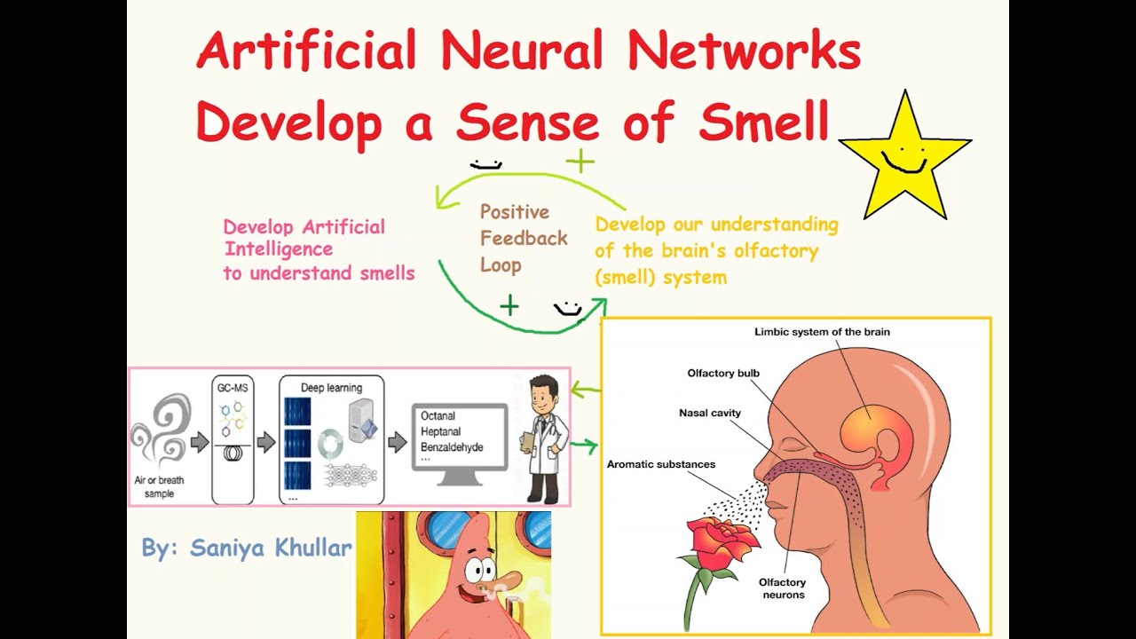 Sense Of Smell Diagram