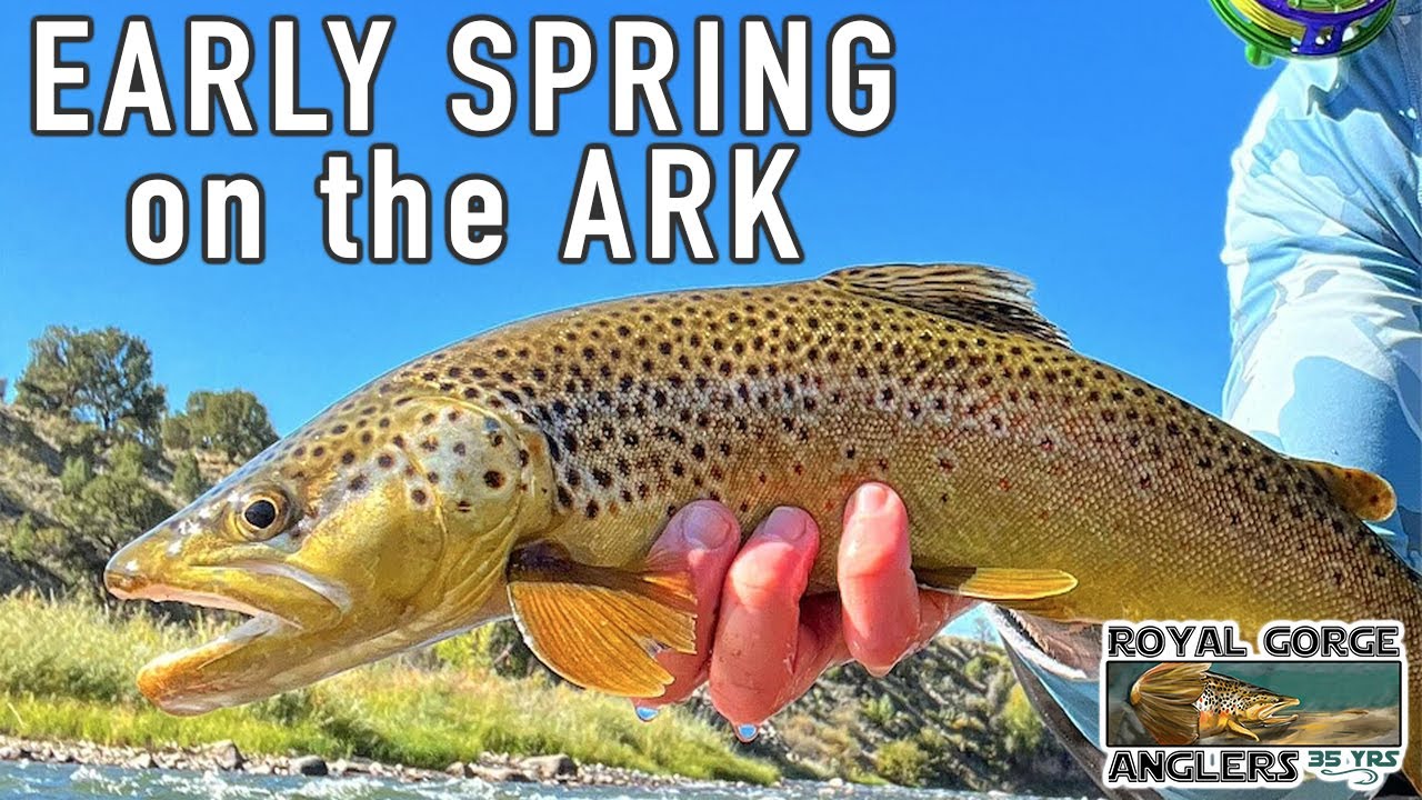 Early Spring Fly Fishing on the Arkansas River - YouTube