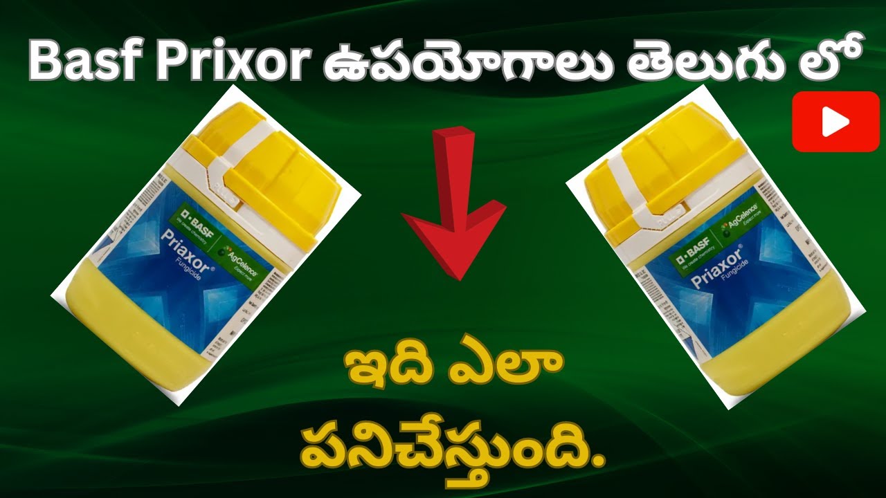 Basf Prixor ఉపయోగాలు తెలుగు లో #basf #prixor #fungicides #youtube - YouTube