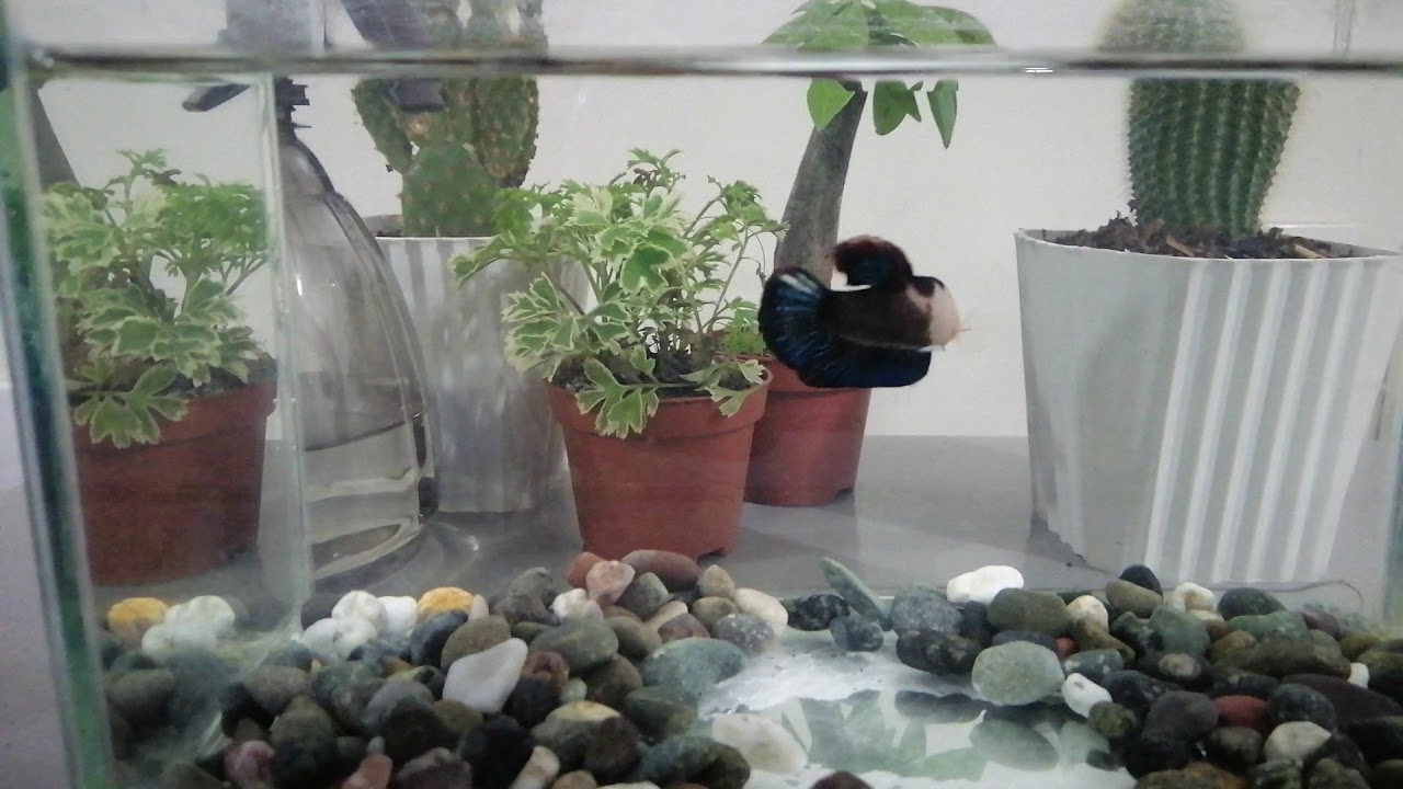 Panda Betta Fish - YouTube