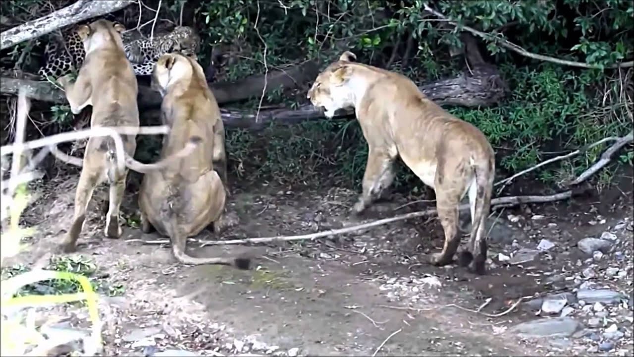 Tiger Mating Up Close | | Tigers Mating - YouTube