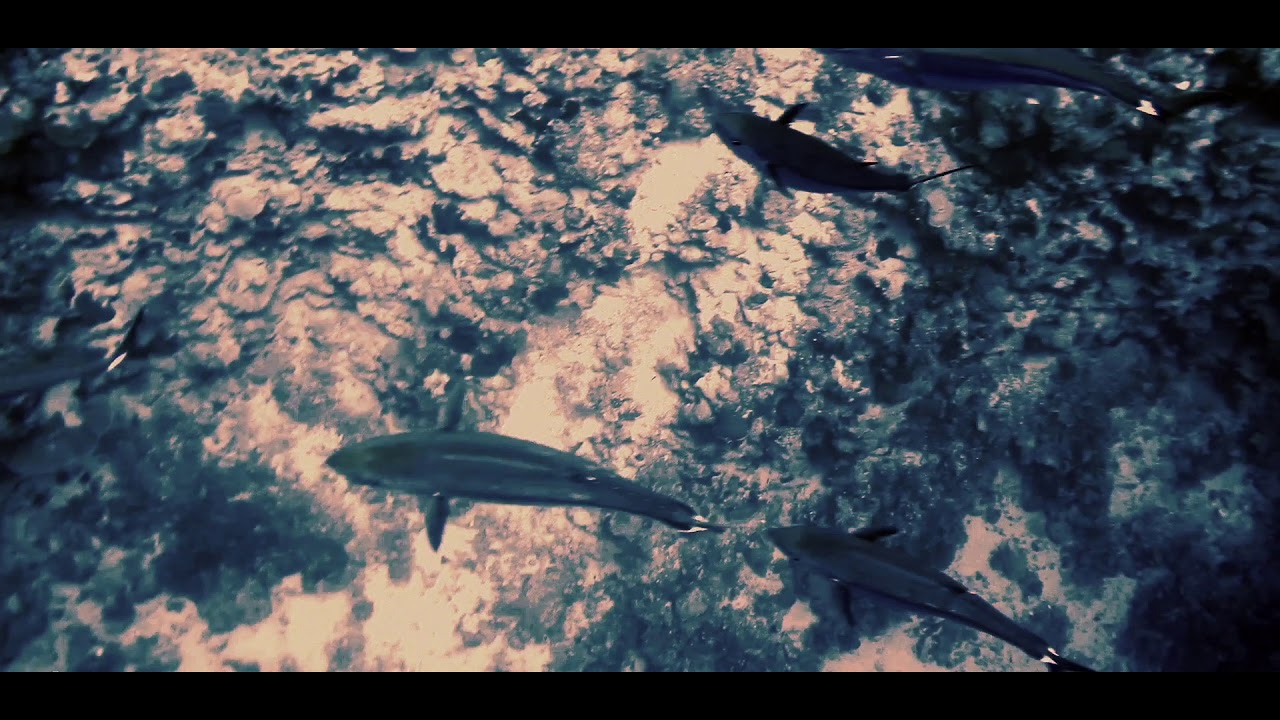 Southern Red Sea Tunas (Thunnini): with THE DEE'S - YouTube