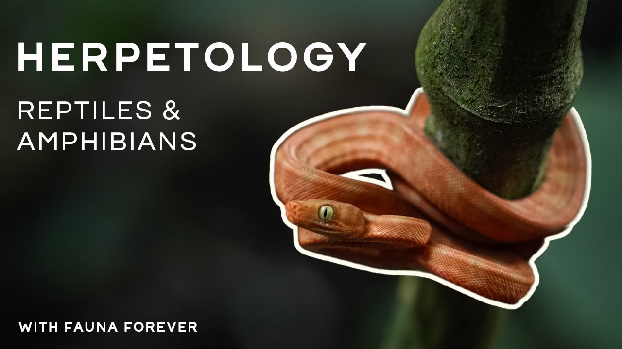 Fauna Forever | Peru Amazon Rainforest | Conservation Volunteer Intern