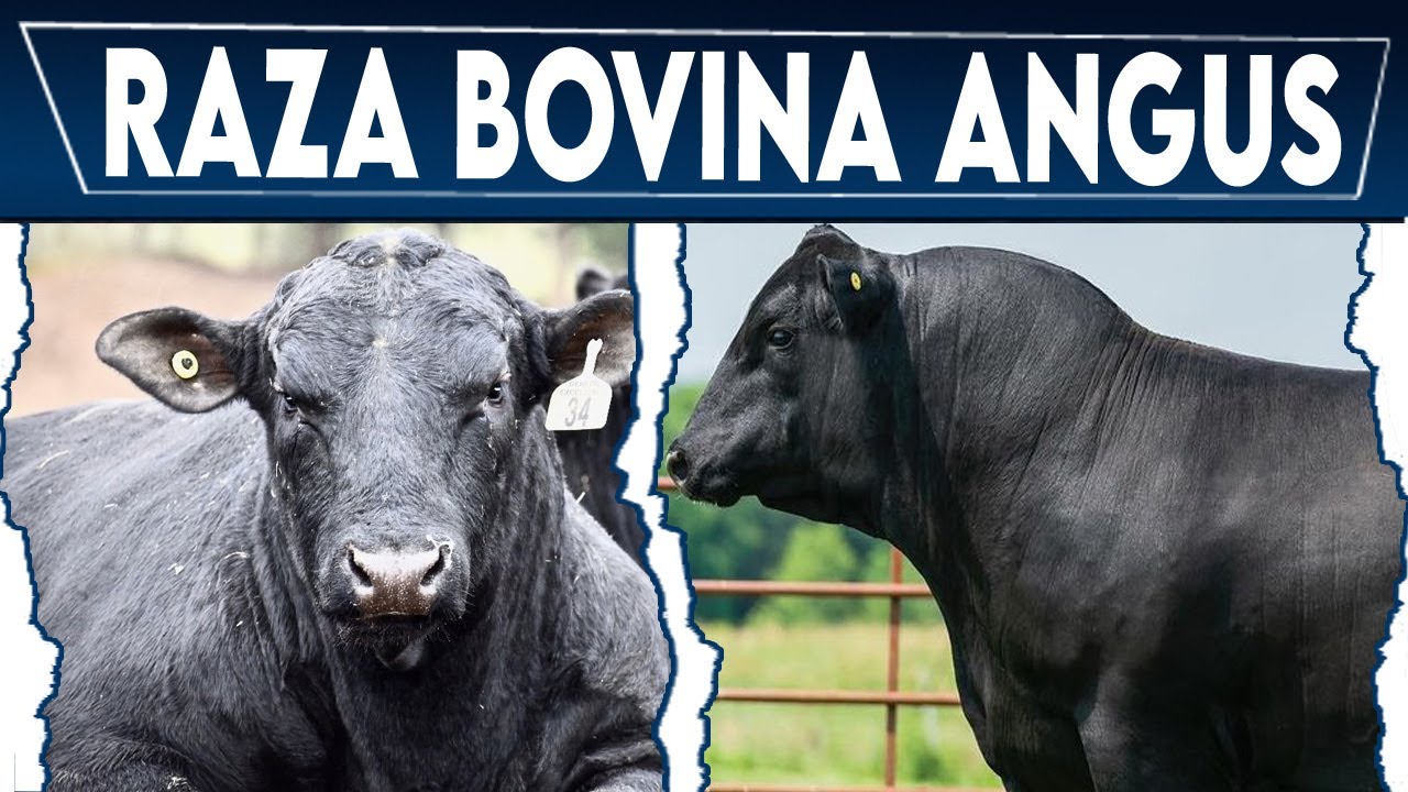 🏆 RAZA ANGUS Curiosidades de la Raza ANGUS NEGRO // ANGUS ROJO // Crea ...