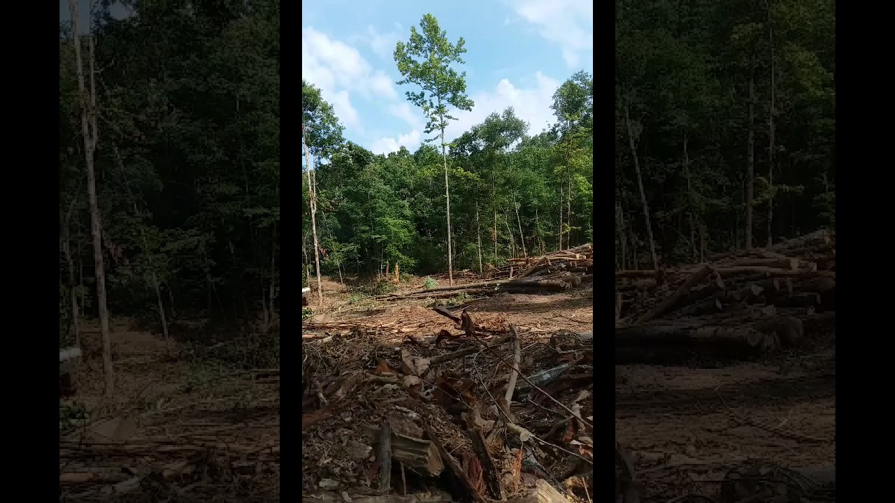 Logging in tennessee - YouTube