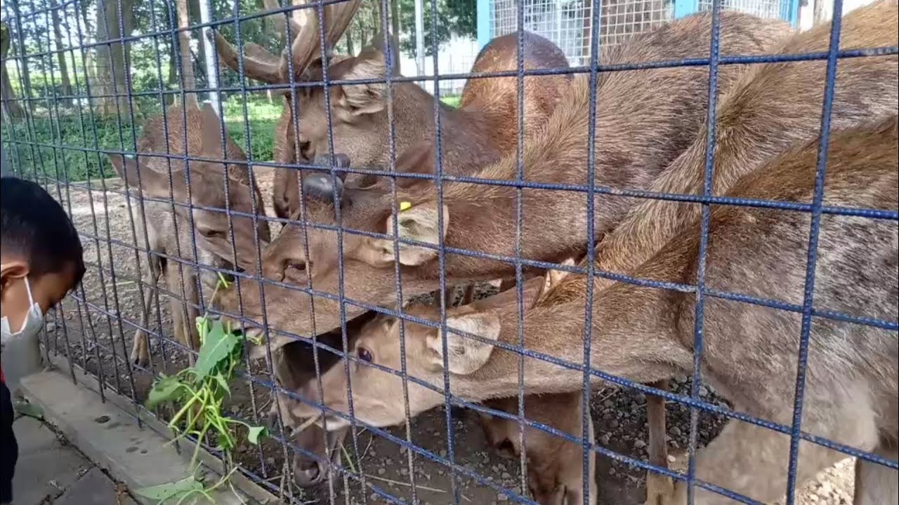 Hiburan Melihat Hewan Rusa atau Kijang Di Tempat lahan pribadi Pabrik ...