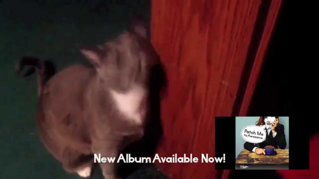 Screamo Kitty - YouTube
