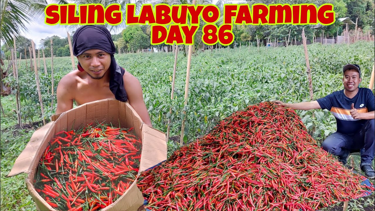 Abundant Harvest in Sili Farming | 2nd Picking Harvest in Day 86 - YouTube