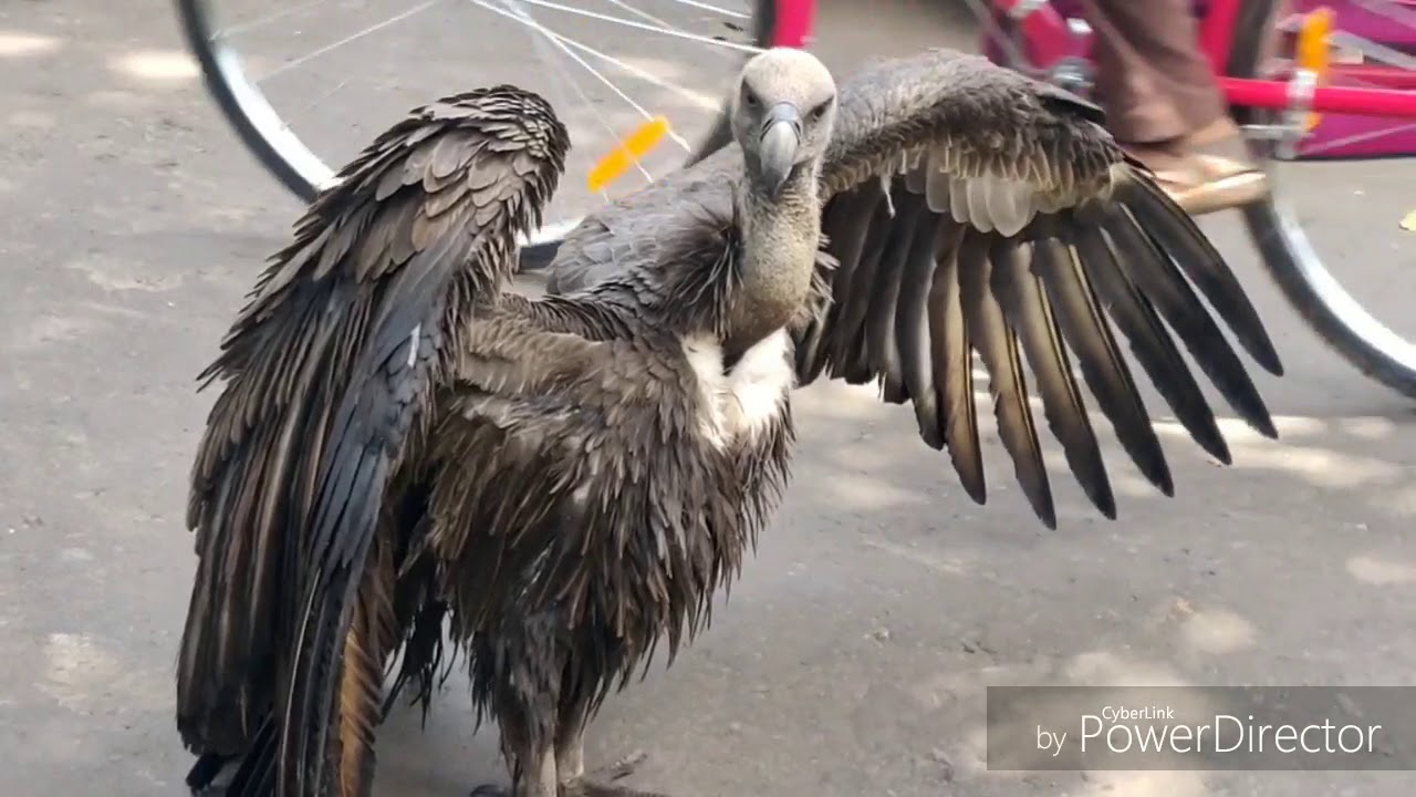 Gidad pakshala jivdan 27/8/2019 shriwardhan - YouTube