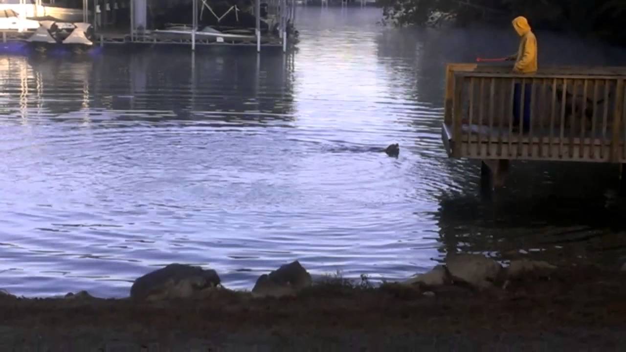 Leaping lyric and the hopping hippo - YouTube