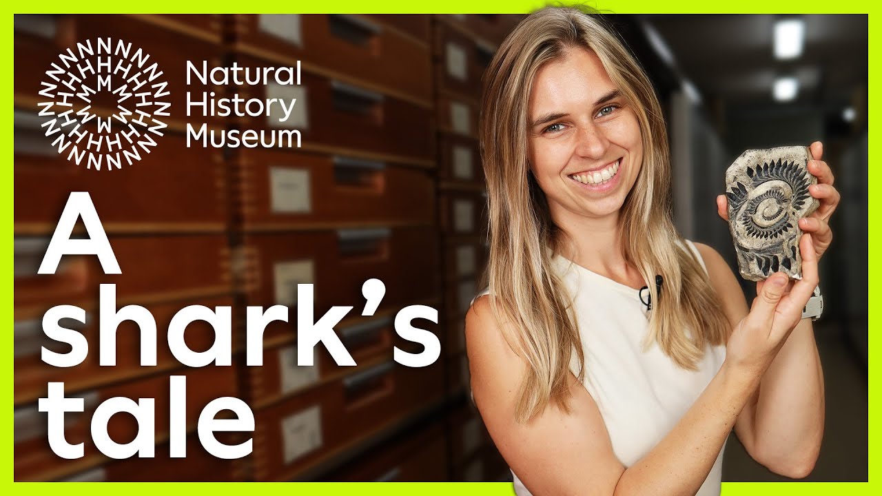 How old are sharks? | A closer look at shark history - YouTube