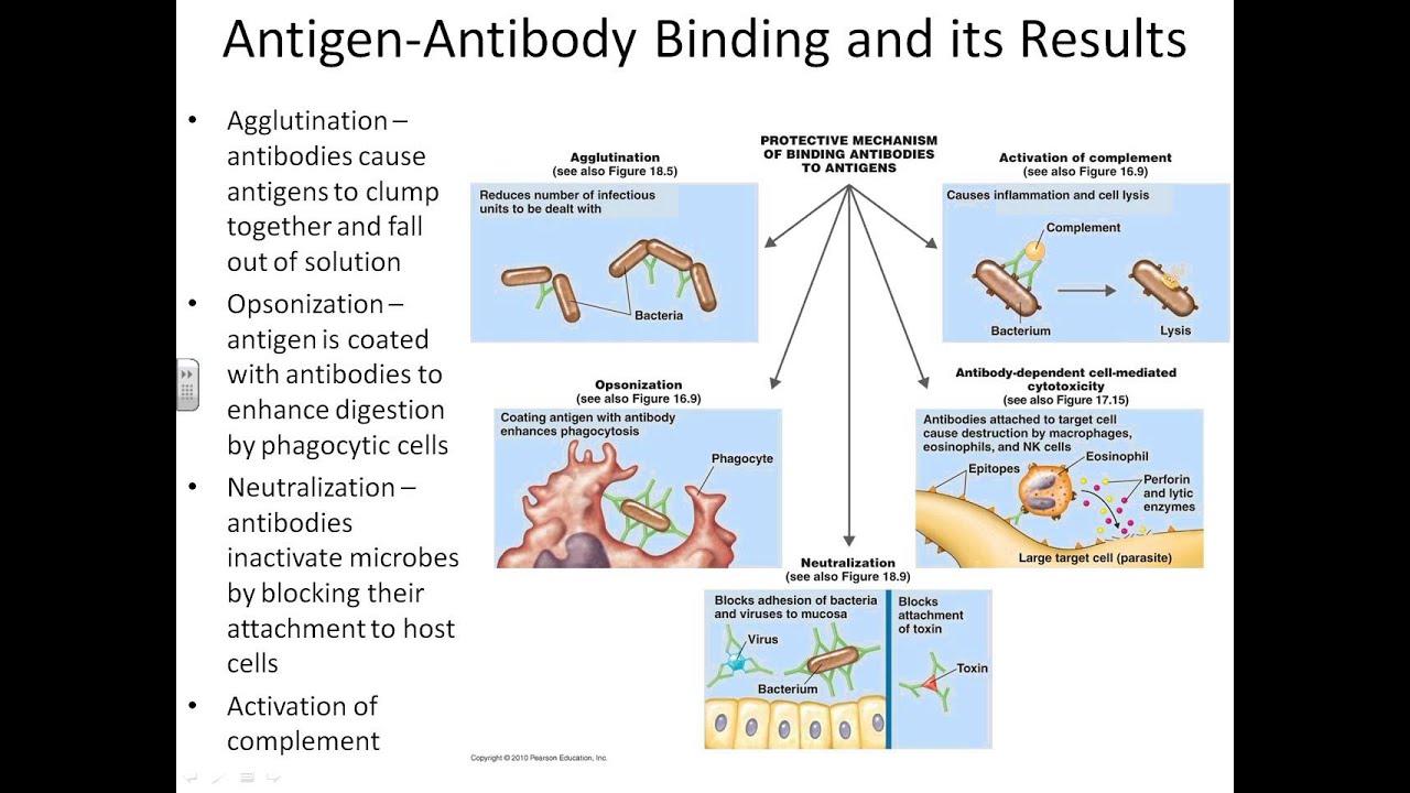 Dr. Parker's Microbiology Chapter 17 - adaptive immunity - YouTube