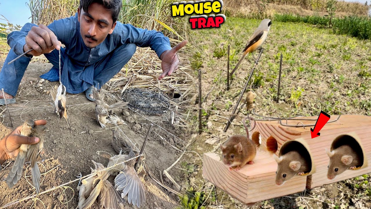 Unique Birds Trap // Trap video // Mouse trap - YouTube