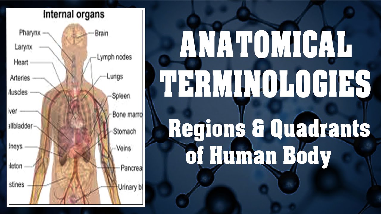 Anatomical Terminologies - Regions & Quadrants of Human Body - YouTube