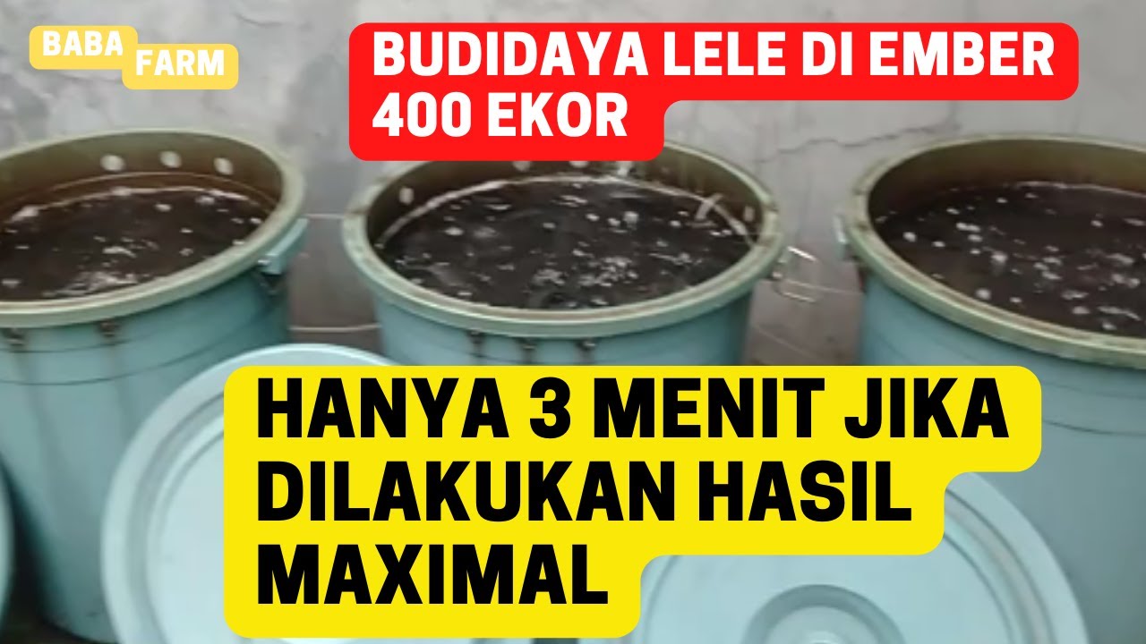 Hanya 3 Menit Kuras 400 Ekor Bibit Lele - YouTube
