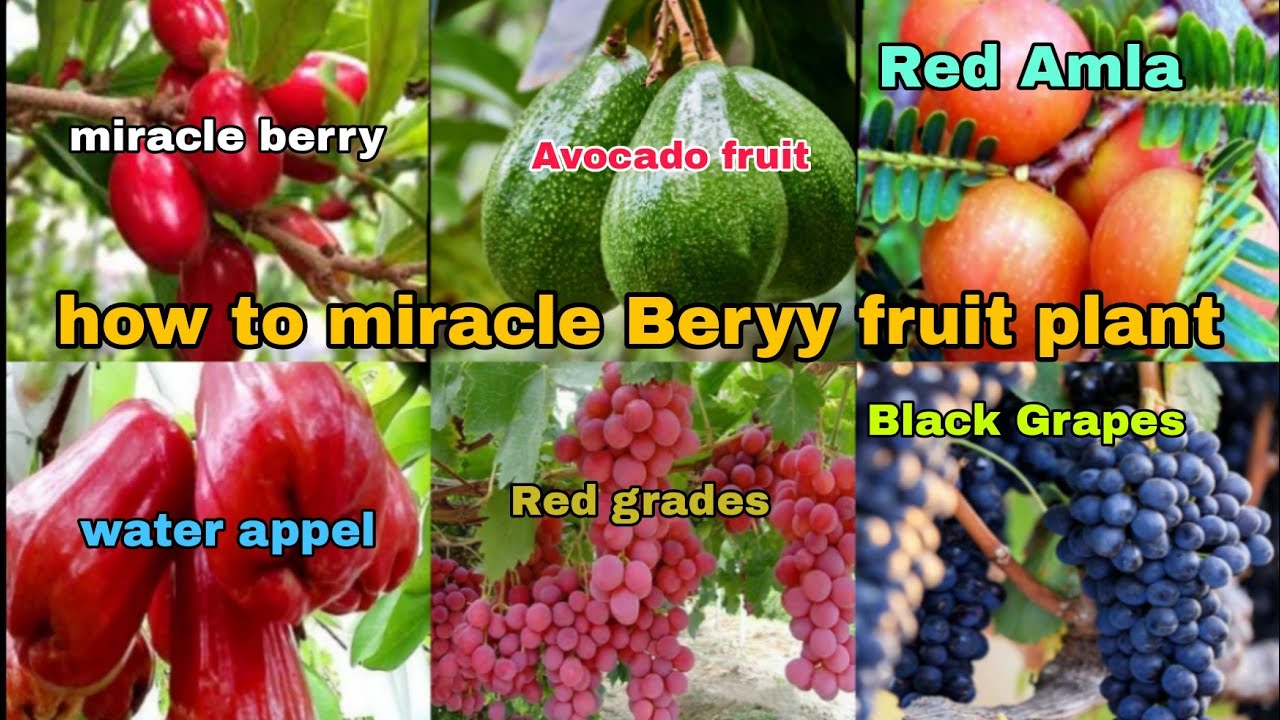 Magic fruit | miracle berry fruit | Avocado fruit plant | Red Amla ...