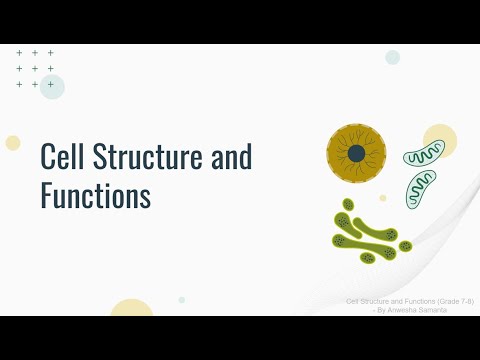 Cell Structure & Functions | Organelles, City Analogies & How Cells ...