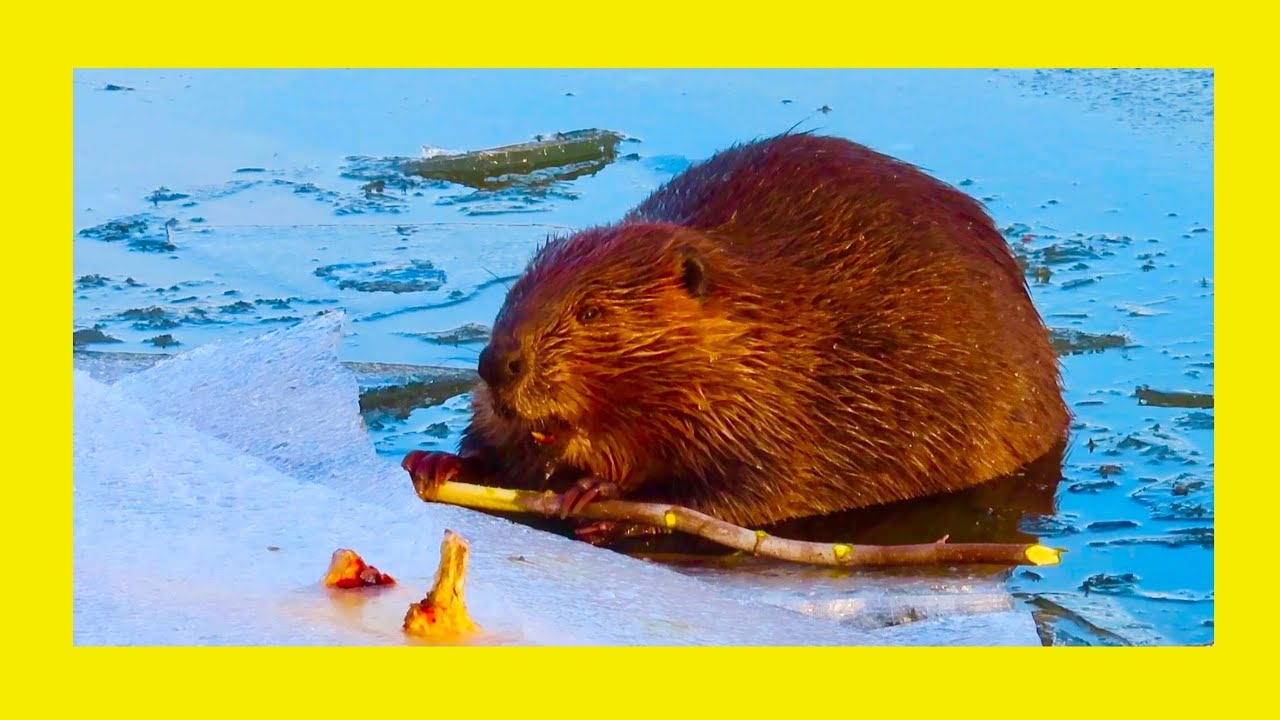 2 Beavers Eating in an Icy River - YouTube