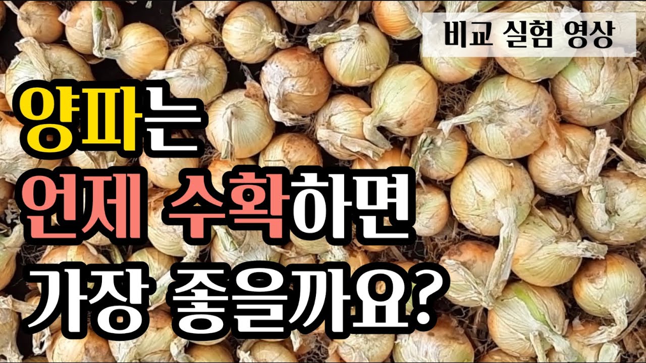 비교실험 영상 양파는 언제 수확하면 가장 좋을까요정정사항 내용 참조양파수확저장양파수확시기양파건조방법양파
