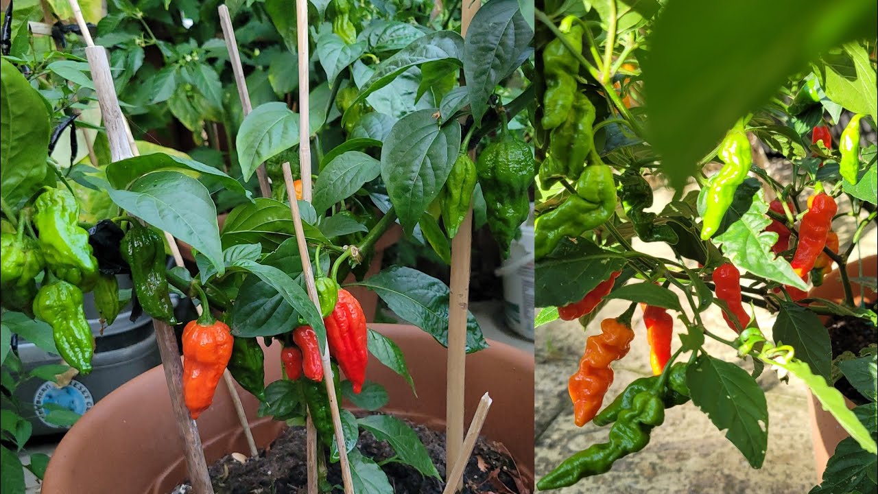 Naga Chilli plants Update || Shokher Bagan UK 2023 - YouTube