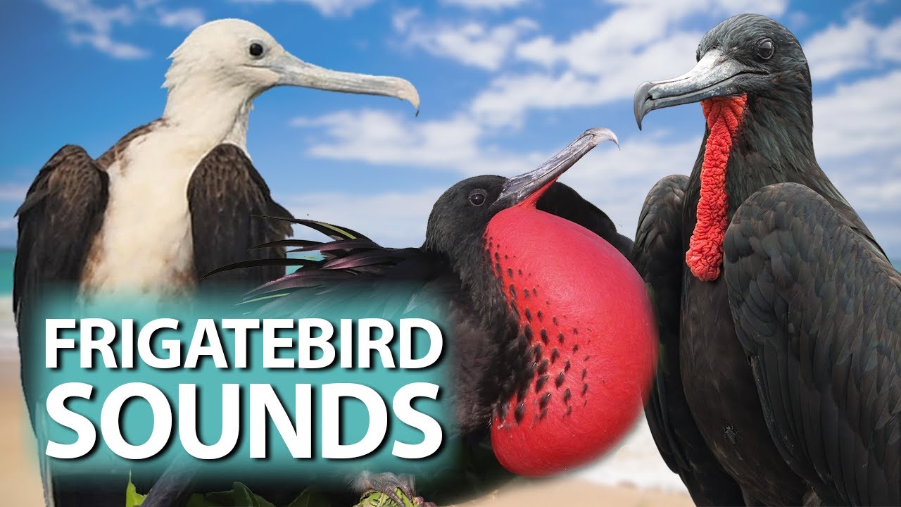 5 Frigatebird species and their sounds - Frigatebirds of the family ...