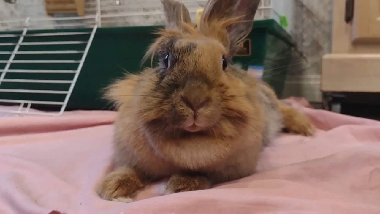 8 Ways Your Life Can Change After Having Rabbits - YouTube