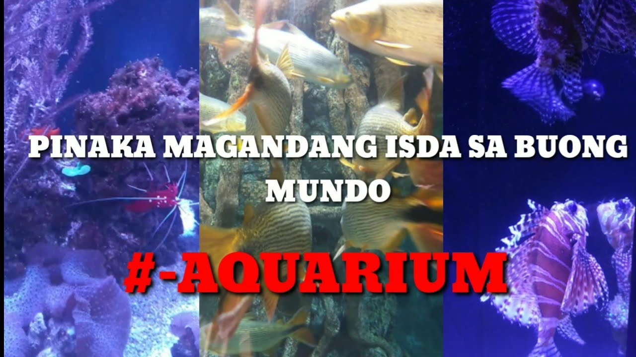 PINAKA MAGANDANG ISDA SA BUONG MUNDO? #AQUARIUM FISH #LAS PALMAS SPAIN ...