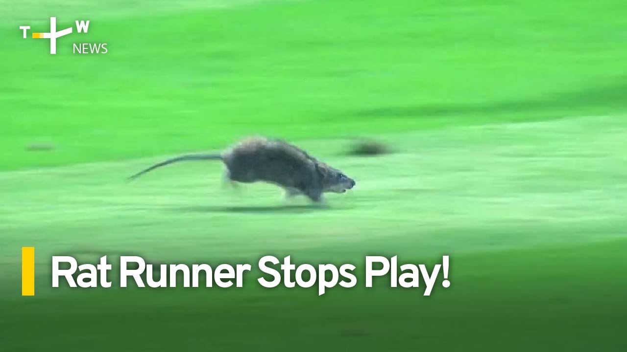Rat Runner Stops Play! | TaiwanPlus News - YouTube