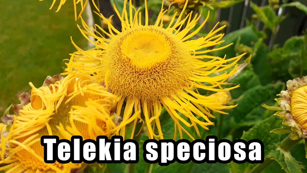 Telekia speciosa - Heartleaf Oxeye | Herbaceous Perennial - YouTube