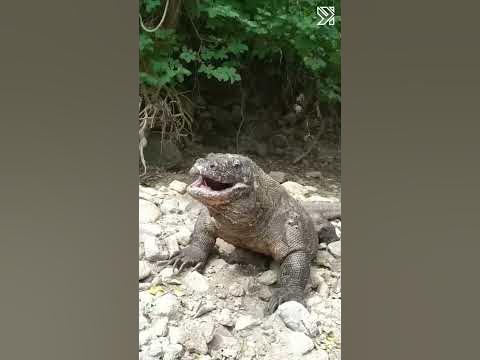 monitor Lizard vs python snake 🐍🦎| ఉడుము మరియు కొండచిలువ మధ్య గొడవ ...