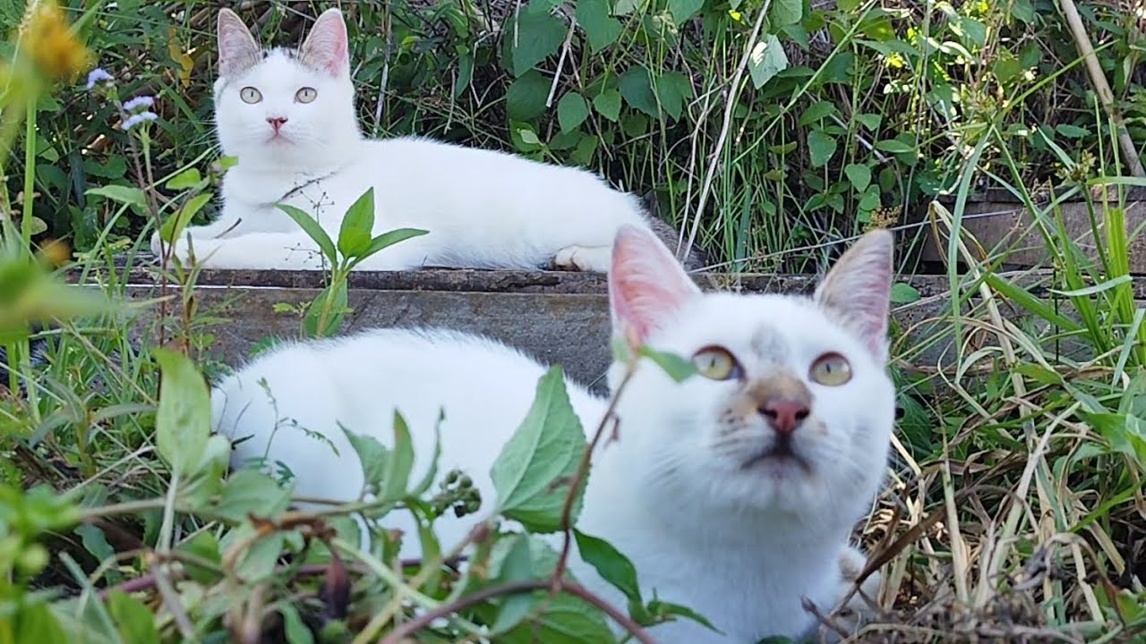 CUTE KITTEN CAT AND KITTENS BEAUTIFUL - LULU CAT - PART 100 - YouTube