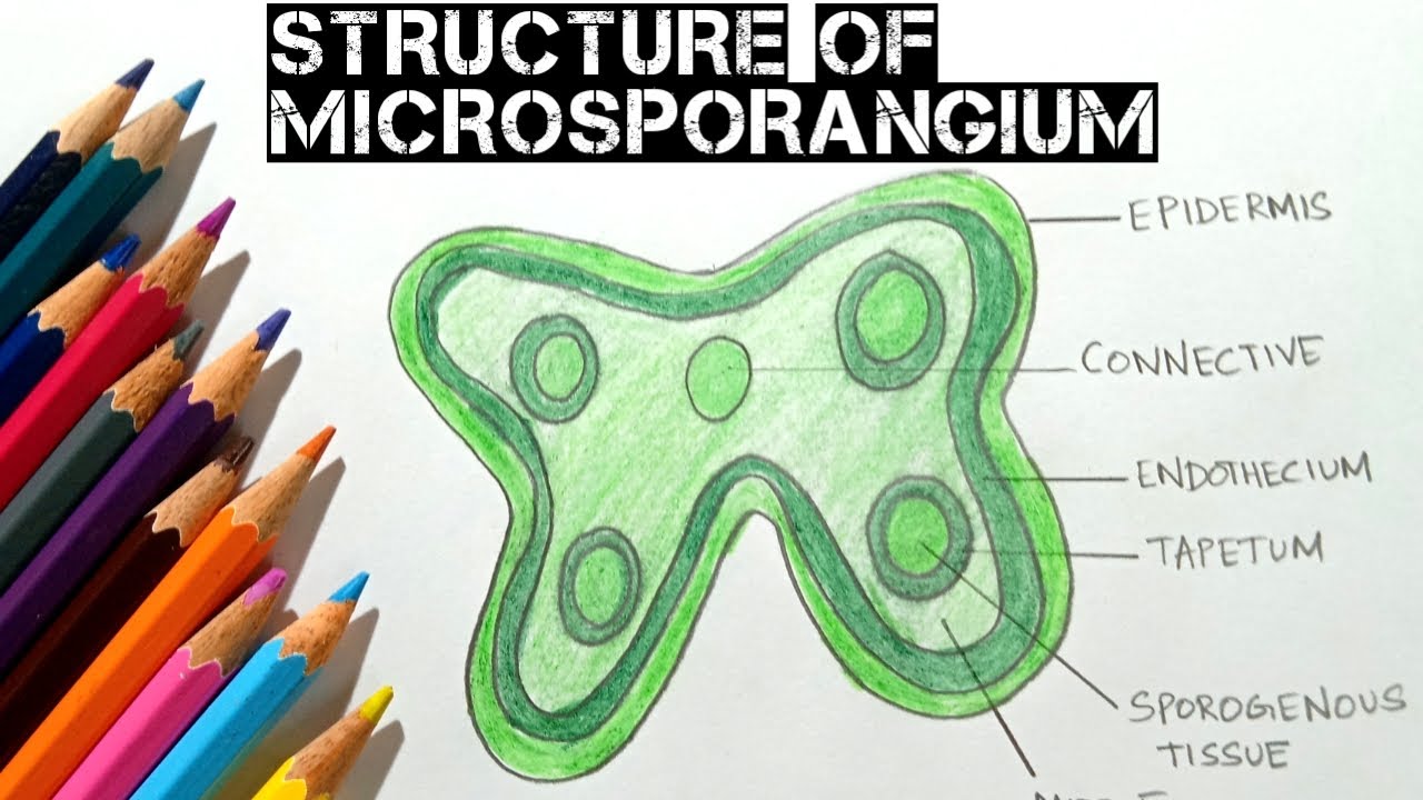 Drawing transverse section of young anther microsporangium structure ...