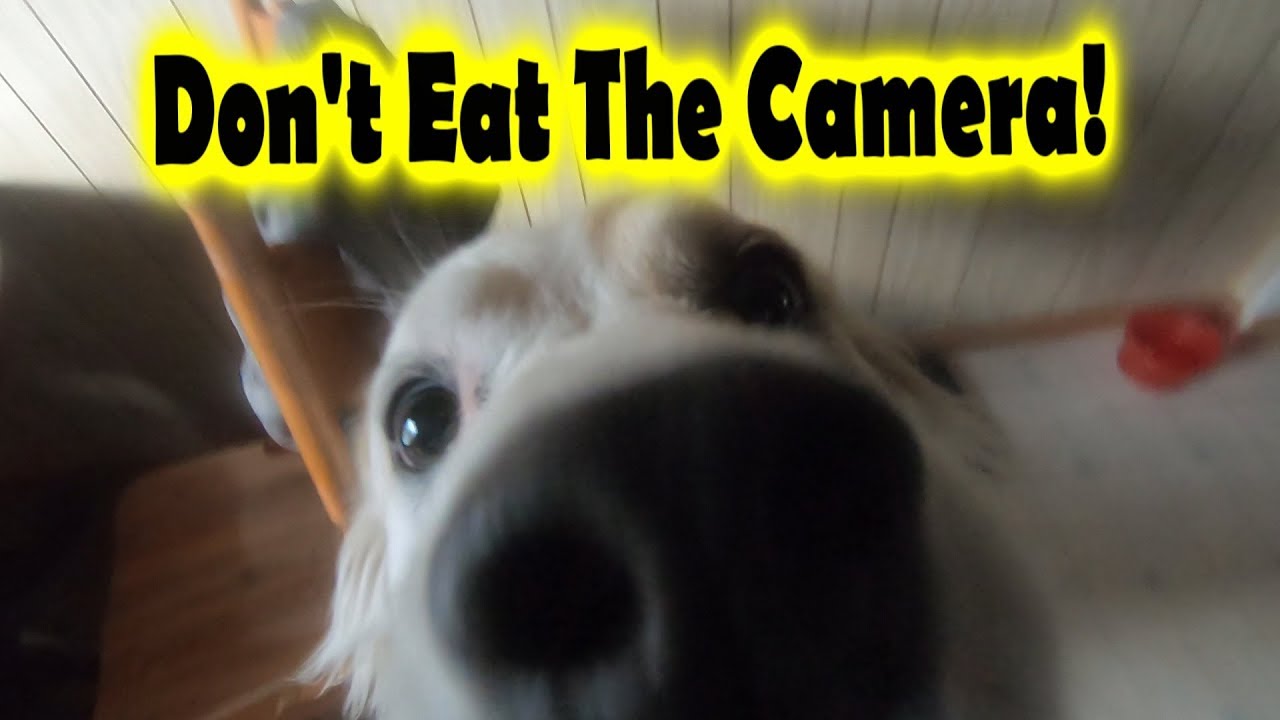 Don't Eat The Camera! [Day 3187 - 07.23.19] - YouTube