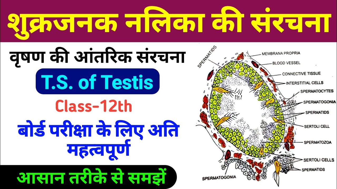 शुक्रजनक नलिका | vrishan ki aantrik sanrachna | t.s of testis ...