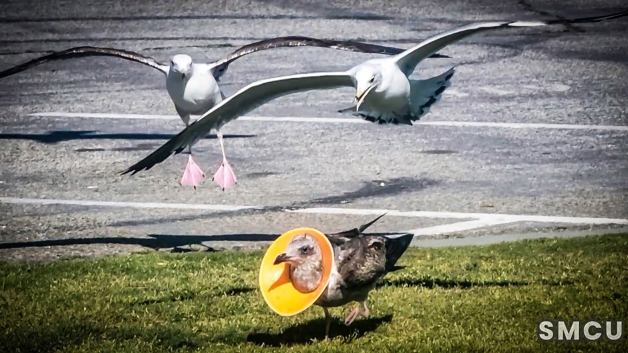 Plastic Peril at Santa Monica: Seagull in Distress Evades Rescue - YouTube