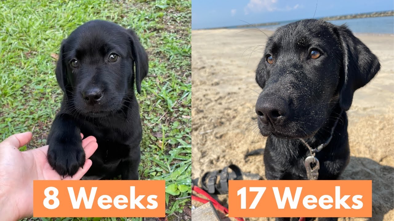 Black Labrador Retriever Transformation- 8 Weeks to 17 Weeks - YouTube