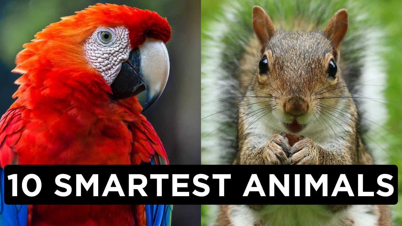 10 Animals That Are Smarter Than You Think! - YouTube