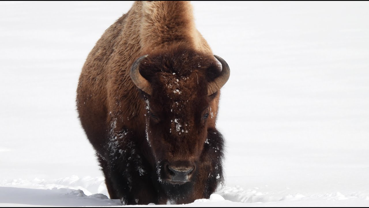 Tough Life of Yellowstone Bison: Trekking through Deep Snow - YouTube