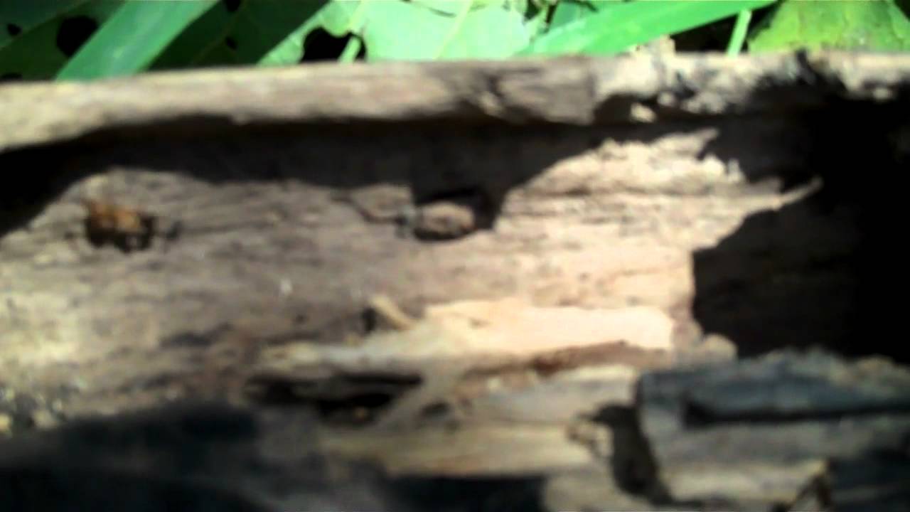 Bachacos en Turmero, Venezuela - YouTube