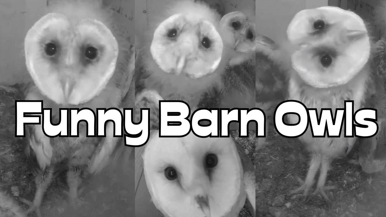 Barn Owl Memes Just 25 Of The Cutest Owl Memes To Brighten Your Day