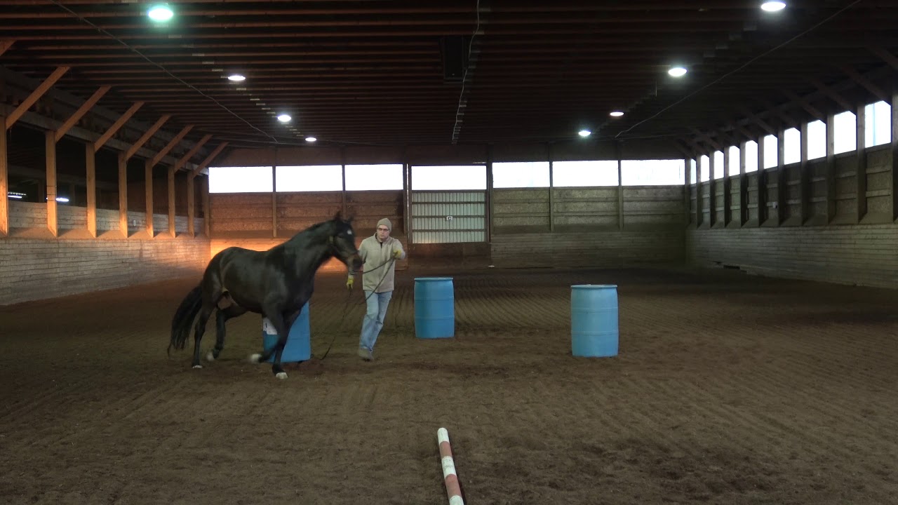3 barrels ground play for working equitation - YouTube