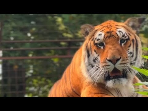 Incredible relationship between Brigitte and Atilla the tiger