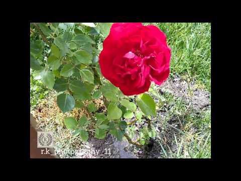 Roses, flowers, nature,  Güzelyerler Landscapes./ Güller, çiçekler, doğa,  Güzelyerler Manzaralar.