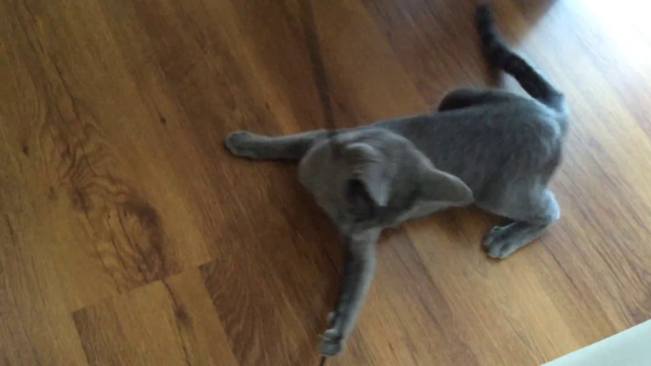 Funny Russian Blue cat playing (6 month old) - YouTube