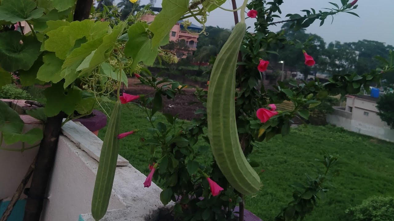 Organic Ridge Gourd in grow bag at Rooftop Garden ।। ছাদ বাগানে ঝিঙে ...