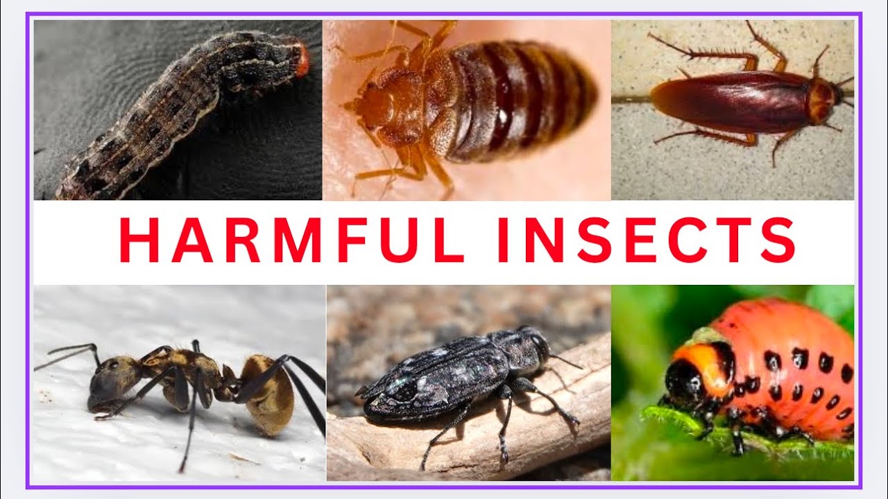 Insects |Harmful Insects |പ്രാണികൾ |Insects Name |Insects names for ...